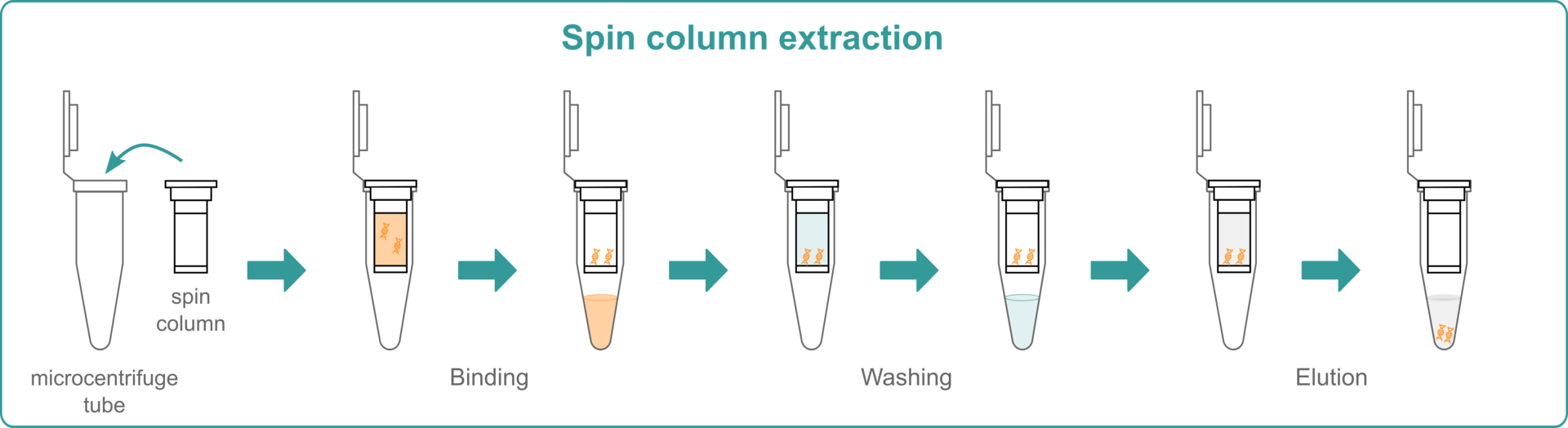 Extraction Et Purification Automatisées Dadn Et Arn Integra